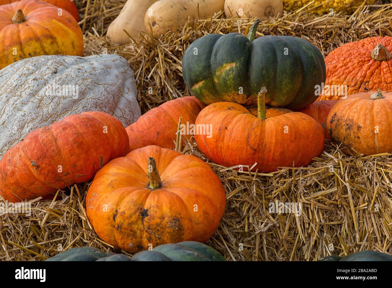 Knobby pumpkins hi-res stock photography and images - Alamy