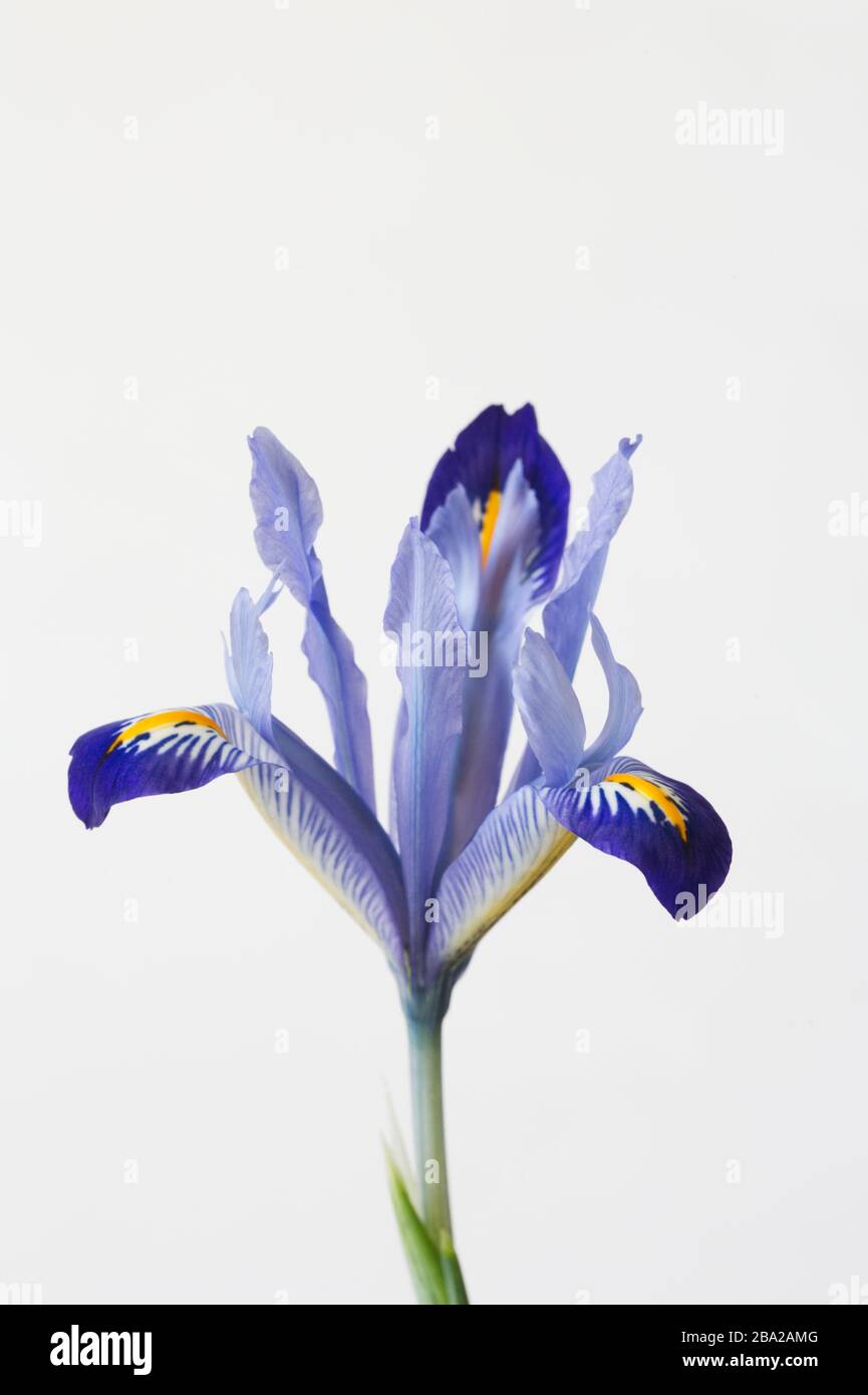 Carolina plant hi-res stock photography and images - Alamy