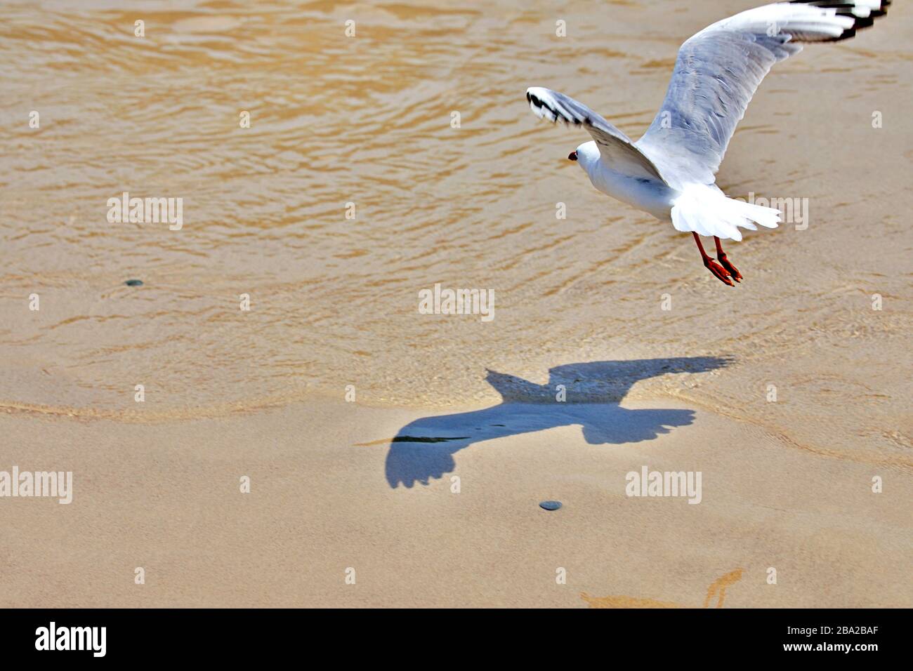 Seagulls in Flight Stock Photo - Alamy