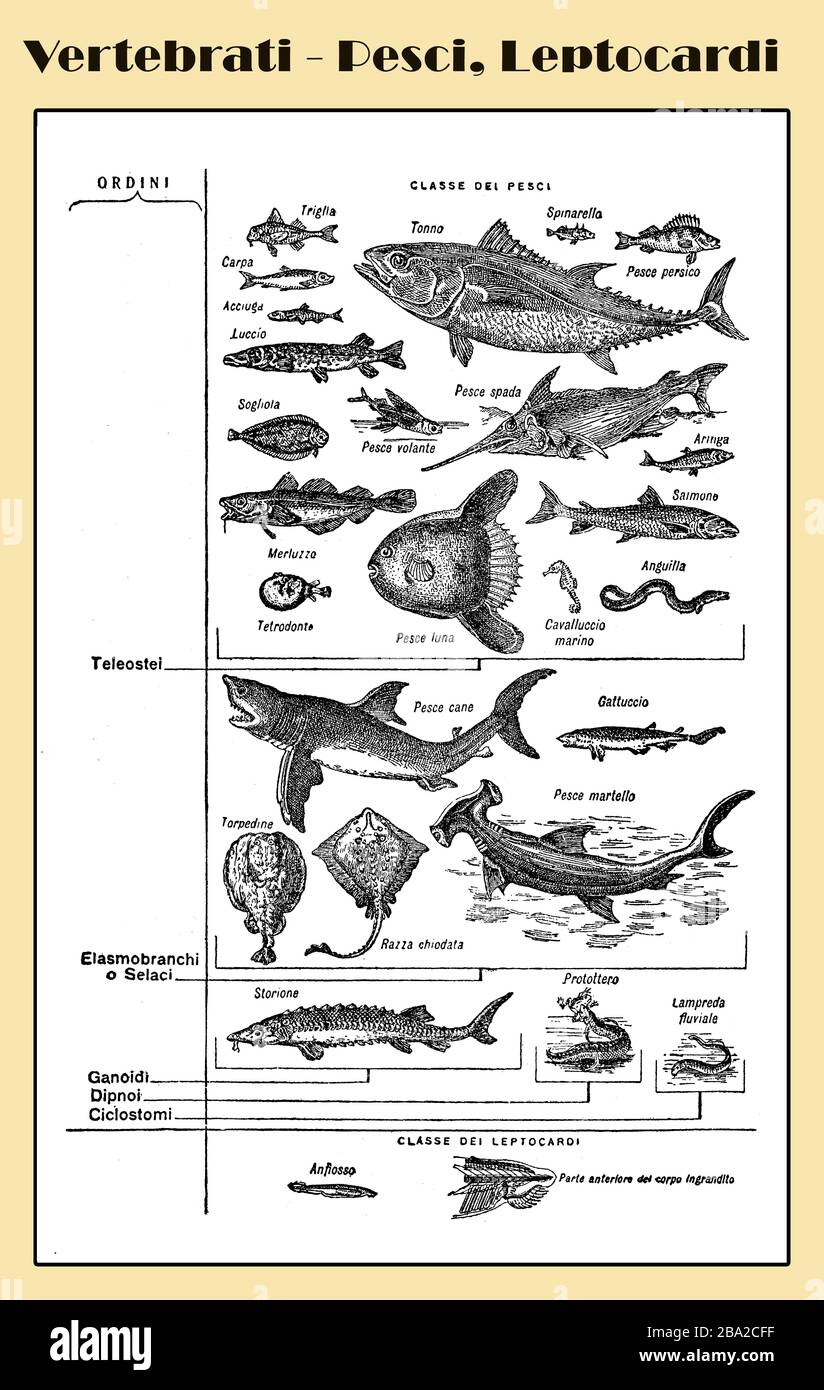 Sea Animals With Vertebrates at Tina Lown blog