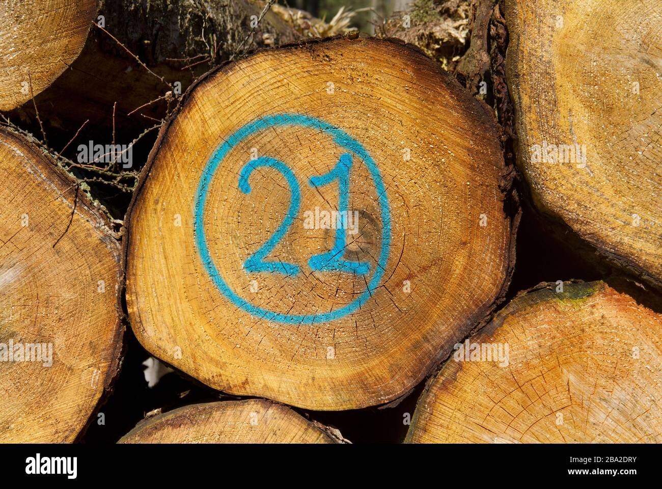 Number 21 tree stump hi-res stock photography and images - Alamy