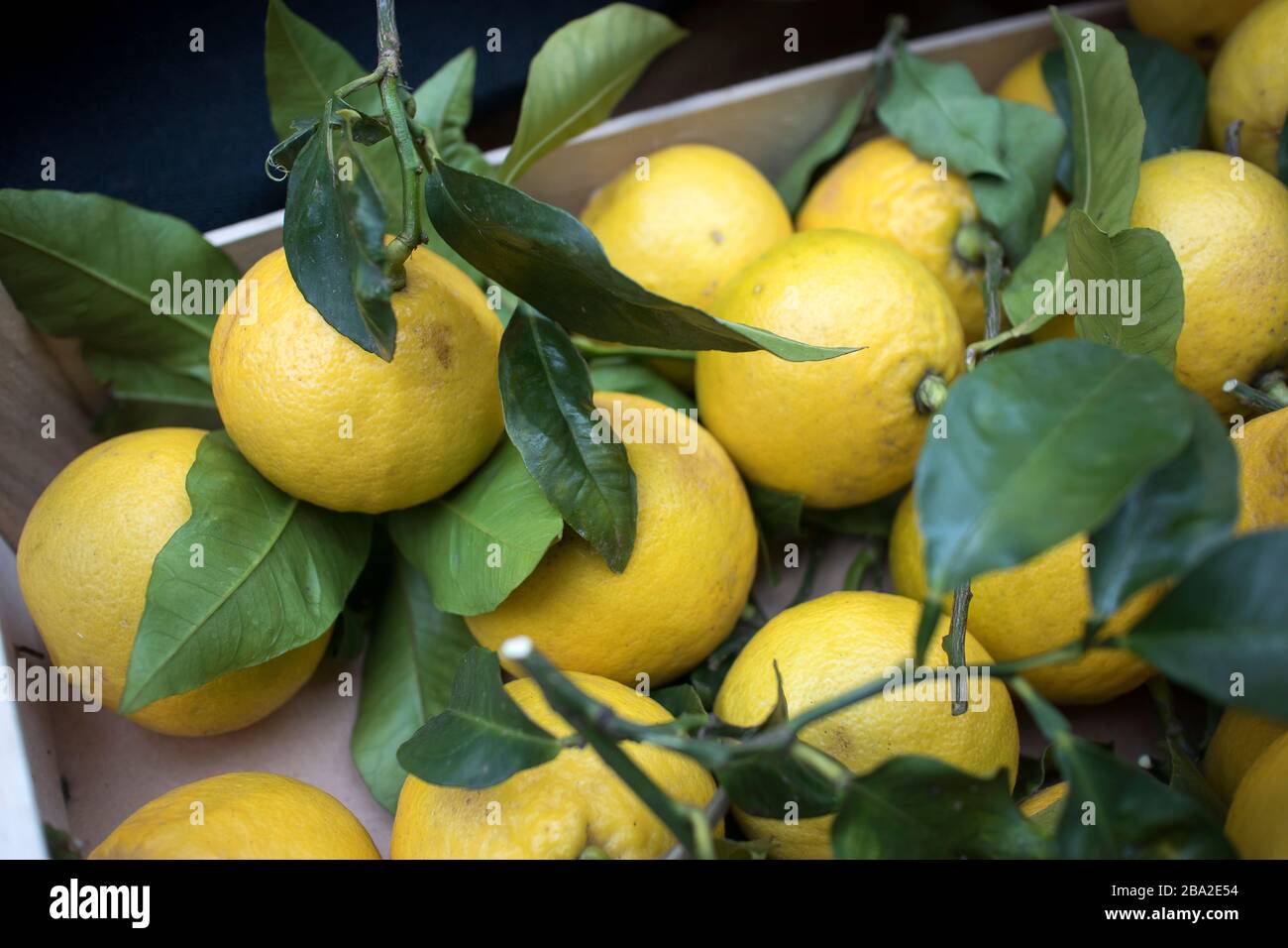 Cedro lemons hi-res stock photography and images - Alamy