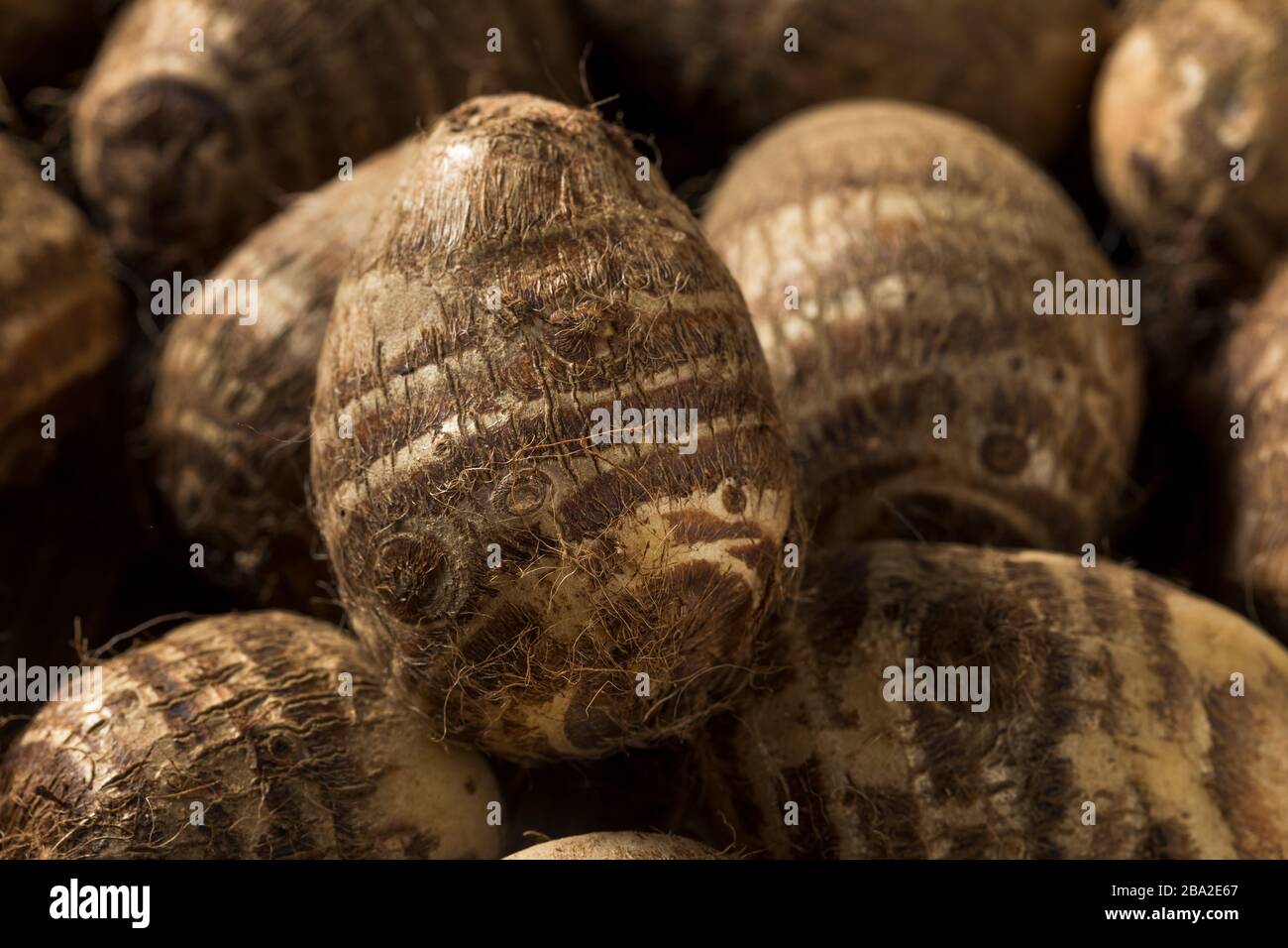 Raw Organic Brown Taro Root Ready to Cook Stock Photo - Alamy