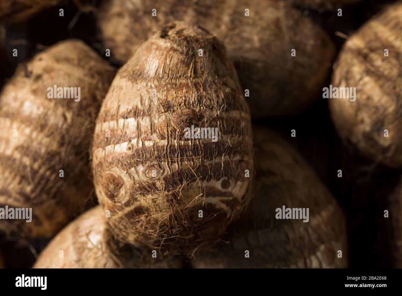 Raw Organic Brown Taro Root Ready to Cook Stock Photo - Alamy