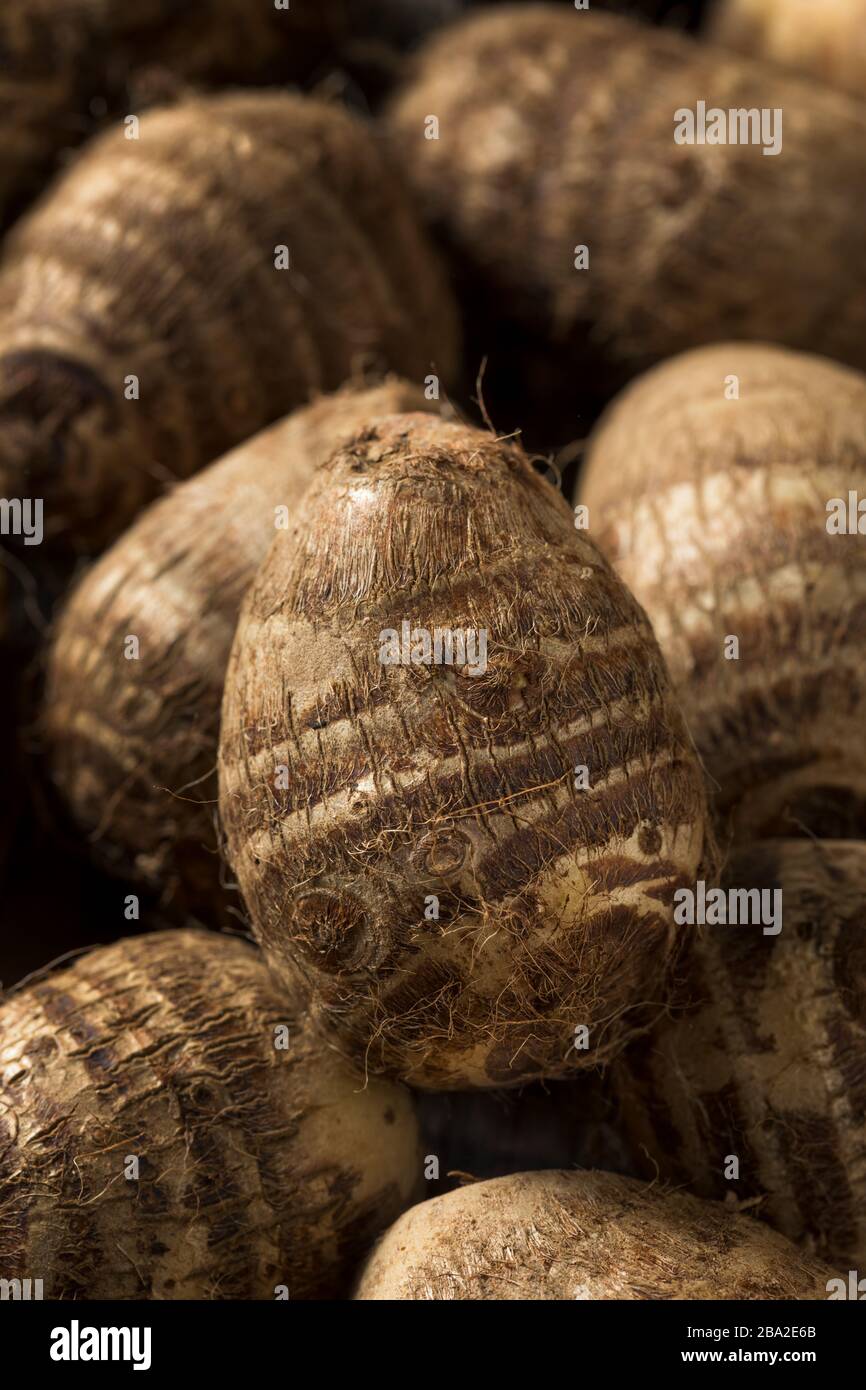 Raw Organic Brown Taro Root Ready to Cook Stock Photo - Alamy
