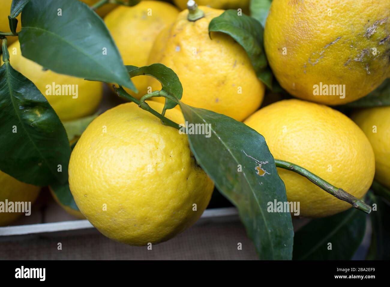 Large lemons with thick peels at the farmers market Stock Photo - Alamy