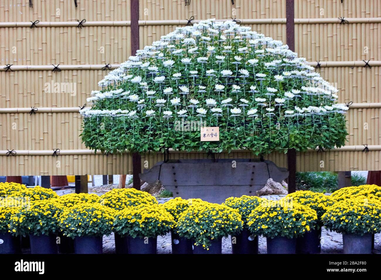 Nicely shaped flowers in the garden Stock Photo - Alamy