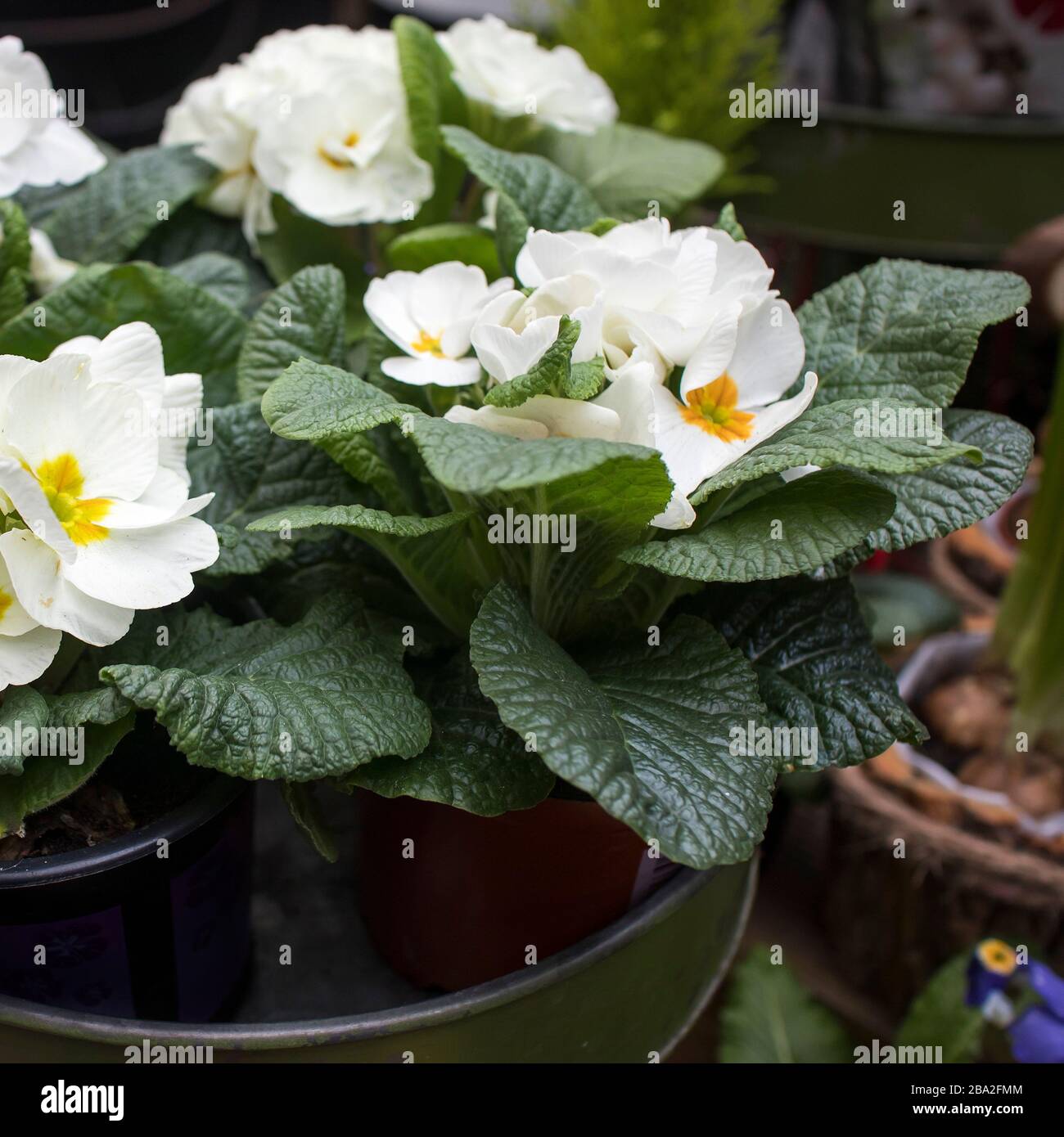Multi-colored white primrose in pots for sale at a farmers market ...