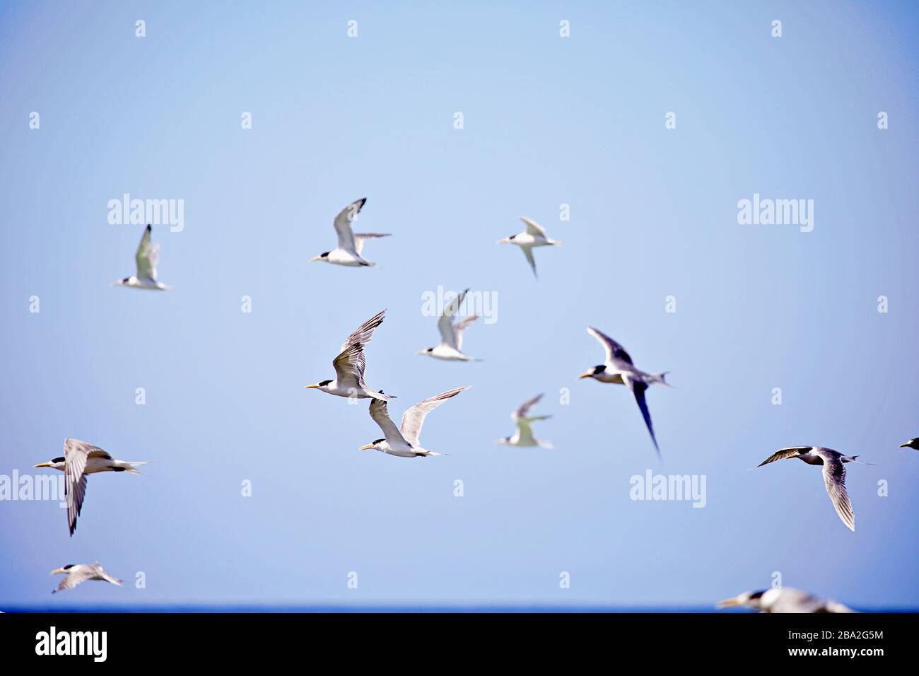 Sea swallows in flight Stock Photo - Alamy