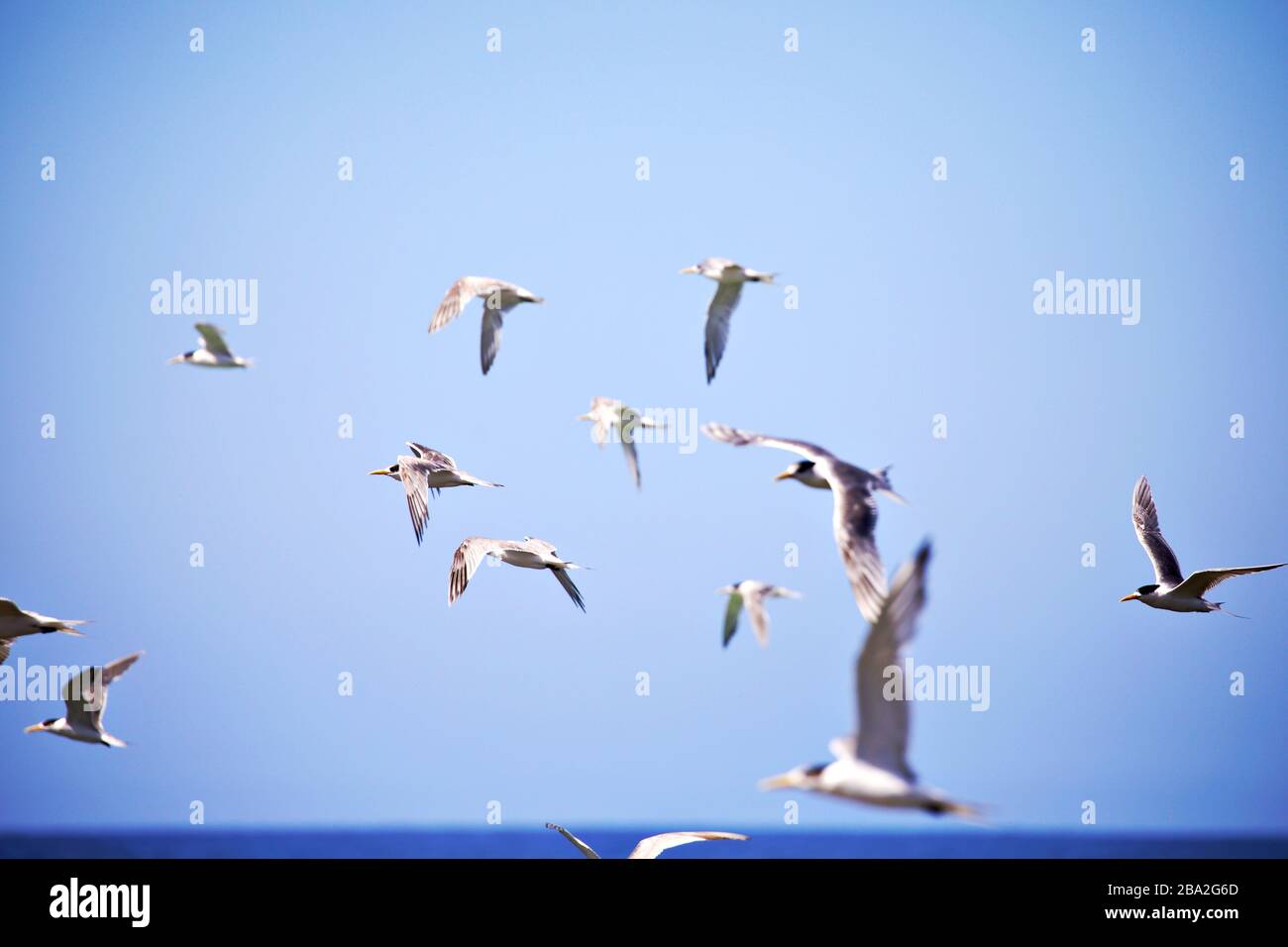 Swallows in flight hi-res stock photography and images - Alamy