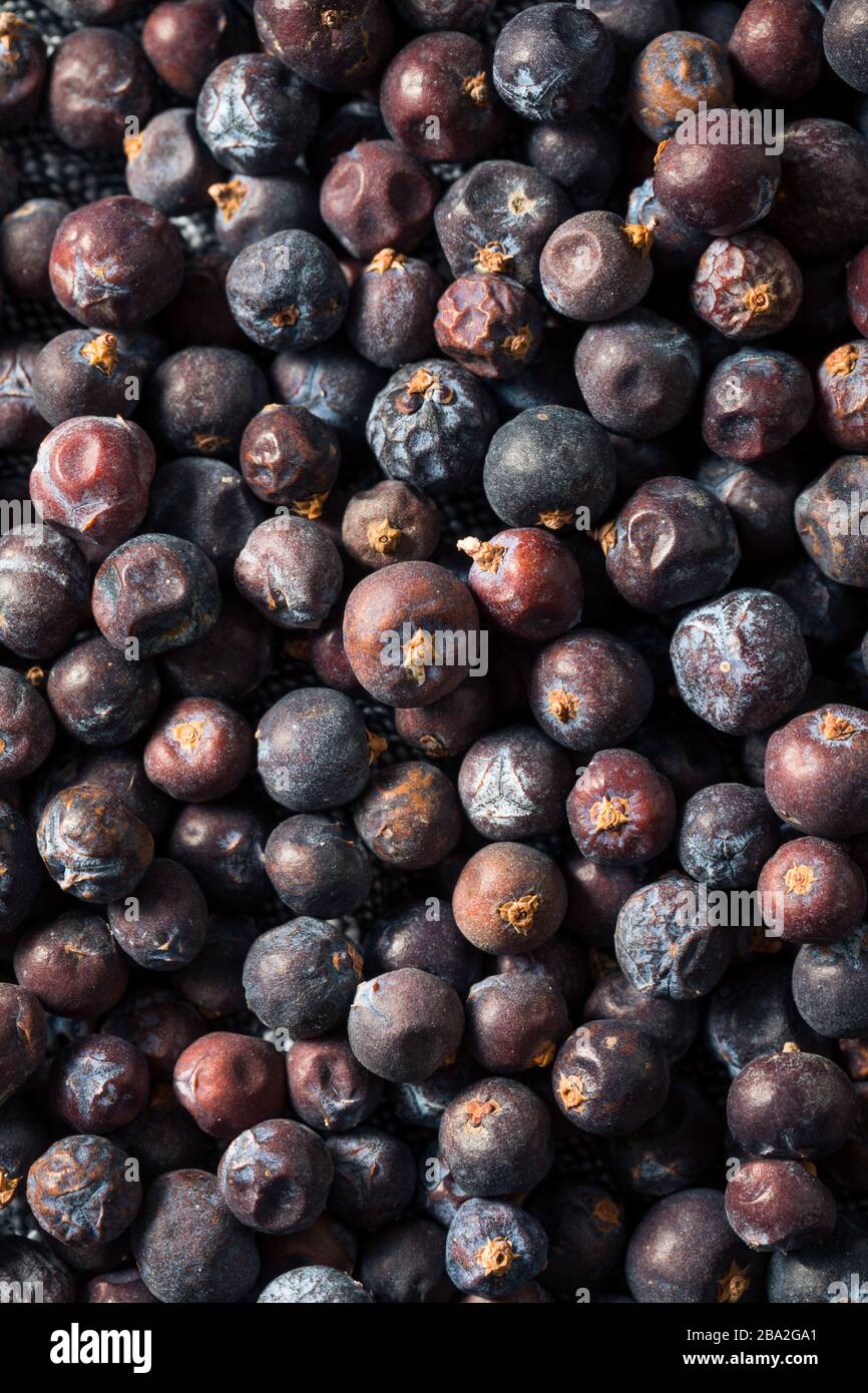Raw Purple Organic Juniper Berries in a Bowl Stock Photo - Alamy