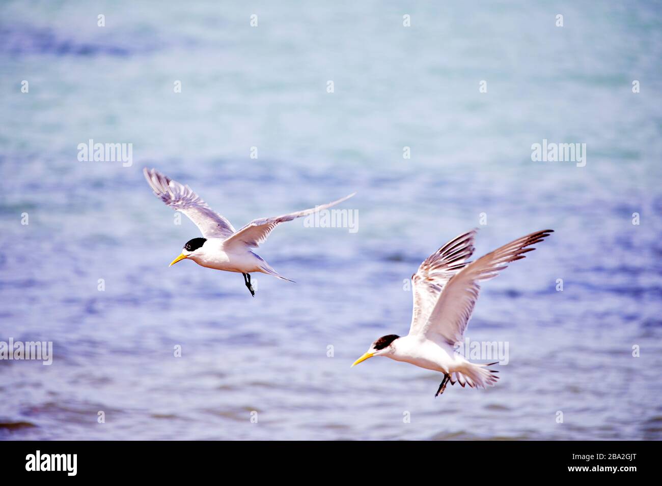 Swallows in flight hi-res stock photography and images - Alamy