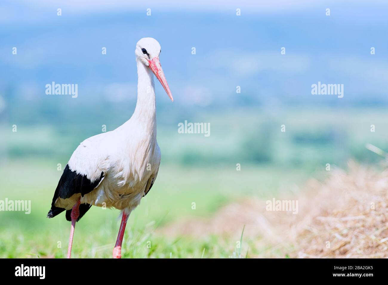 A white stork walks through the tall, colorful grass looking for food ...