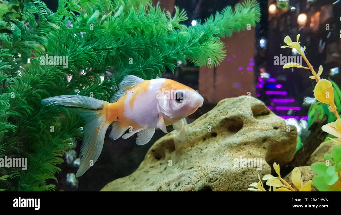 Goldfish in freshwater aquarium with green beautiful planted tropical ...