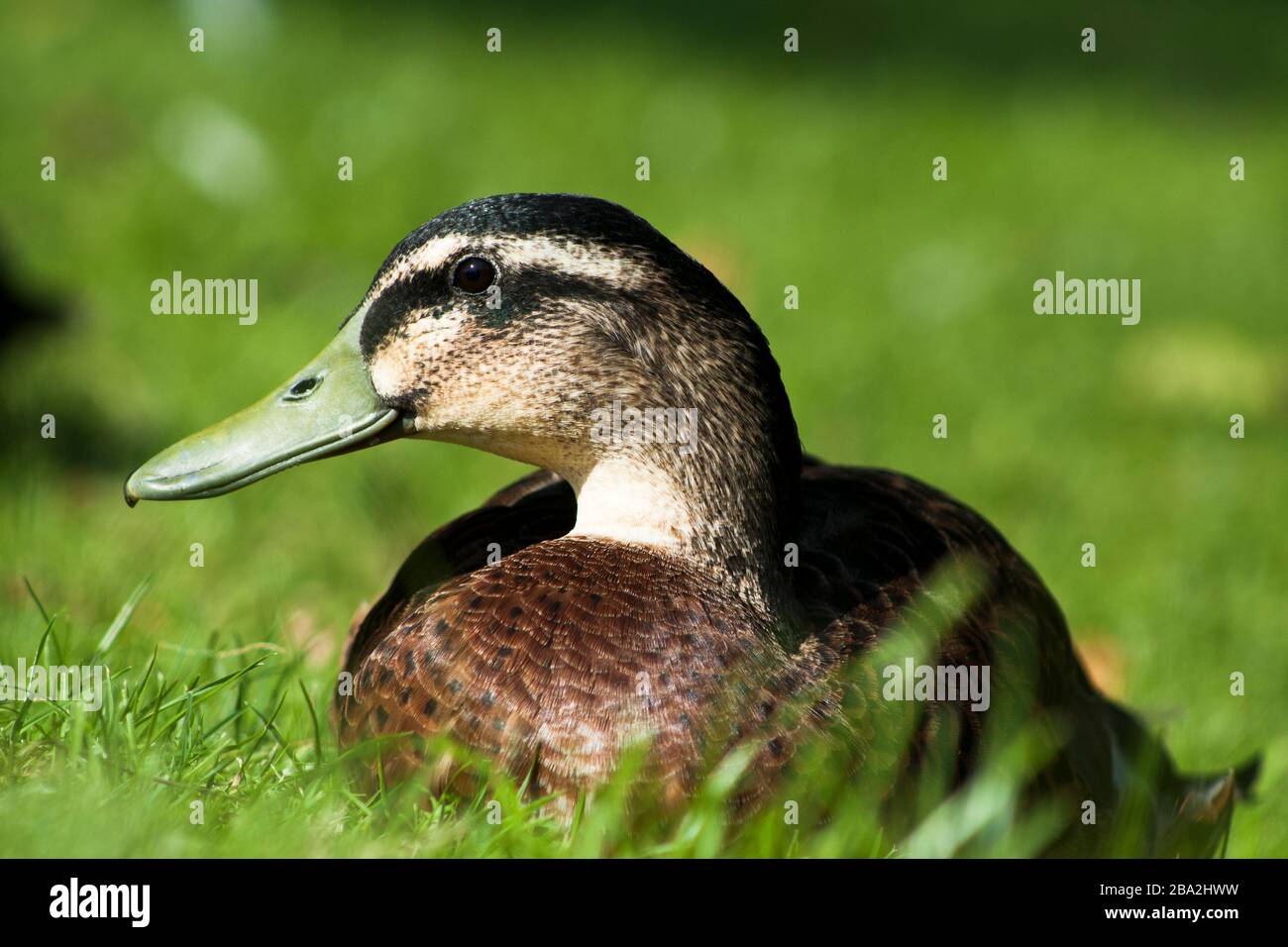 Wild Duck profile in detail - Mallard Stock Photo - Alamy