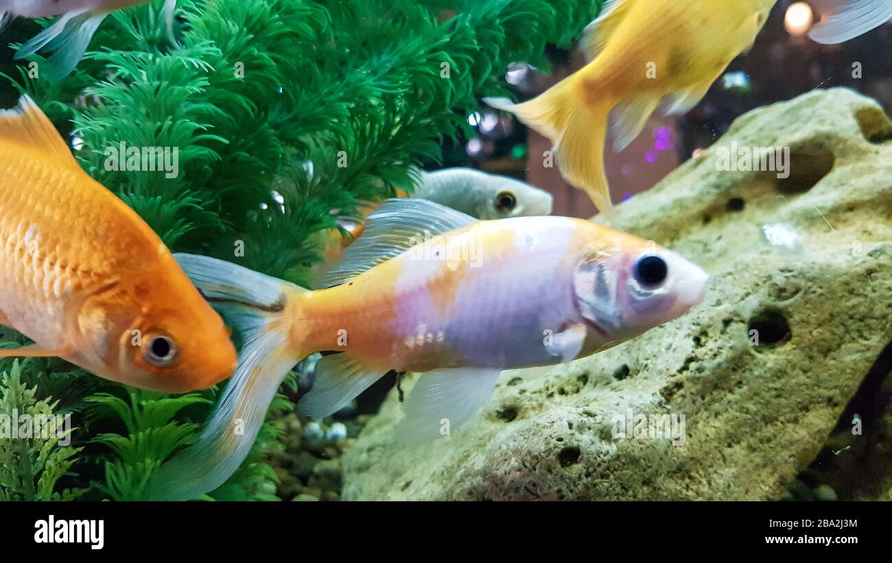 Goldfish in freshwater aquarium with green beautiful planted tropical ...