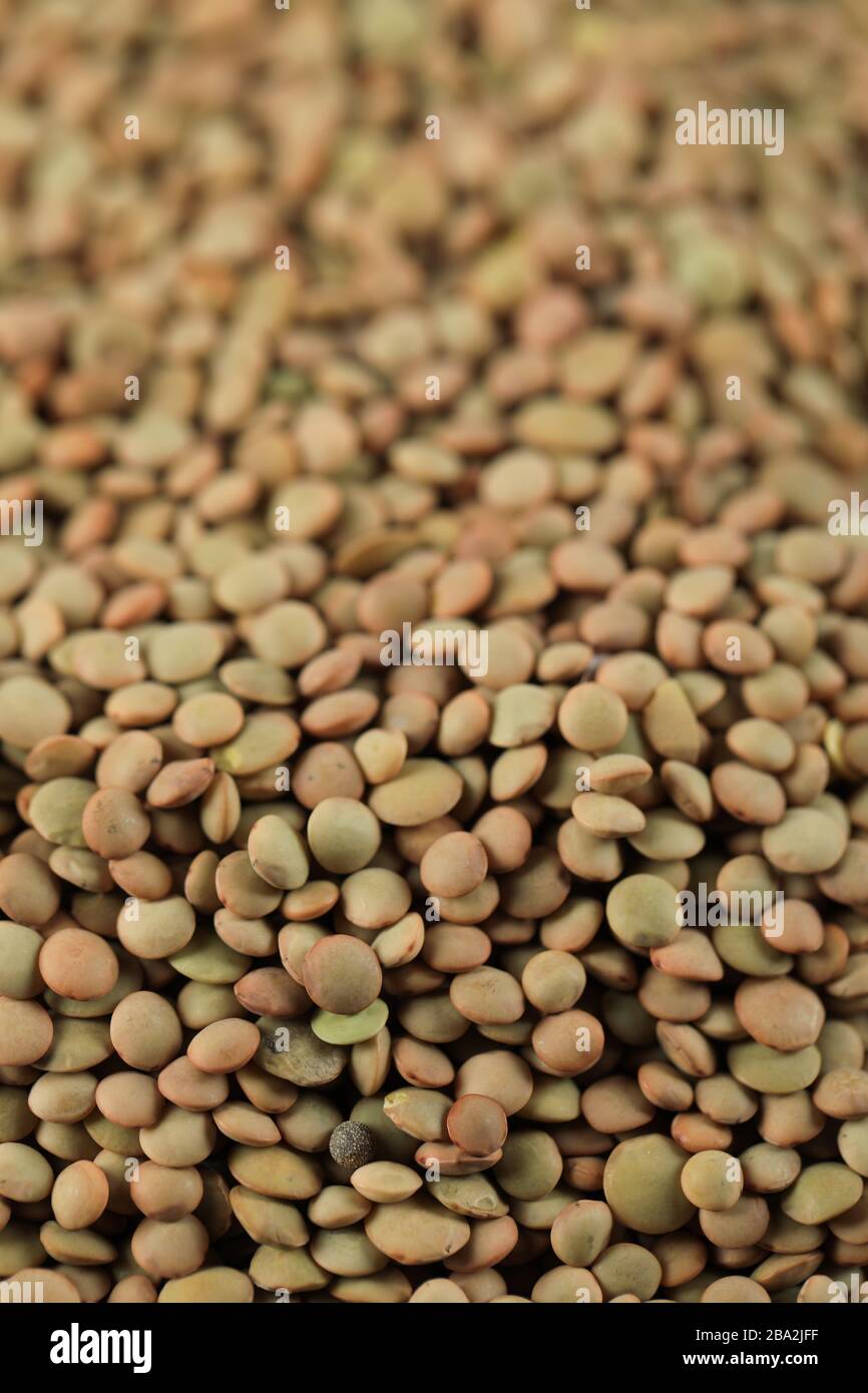 Green fresh and healthy lentil stock for wholesale Stock Photo - Alamy
