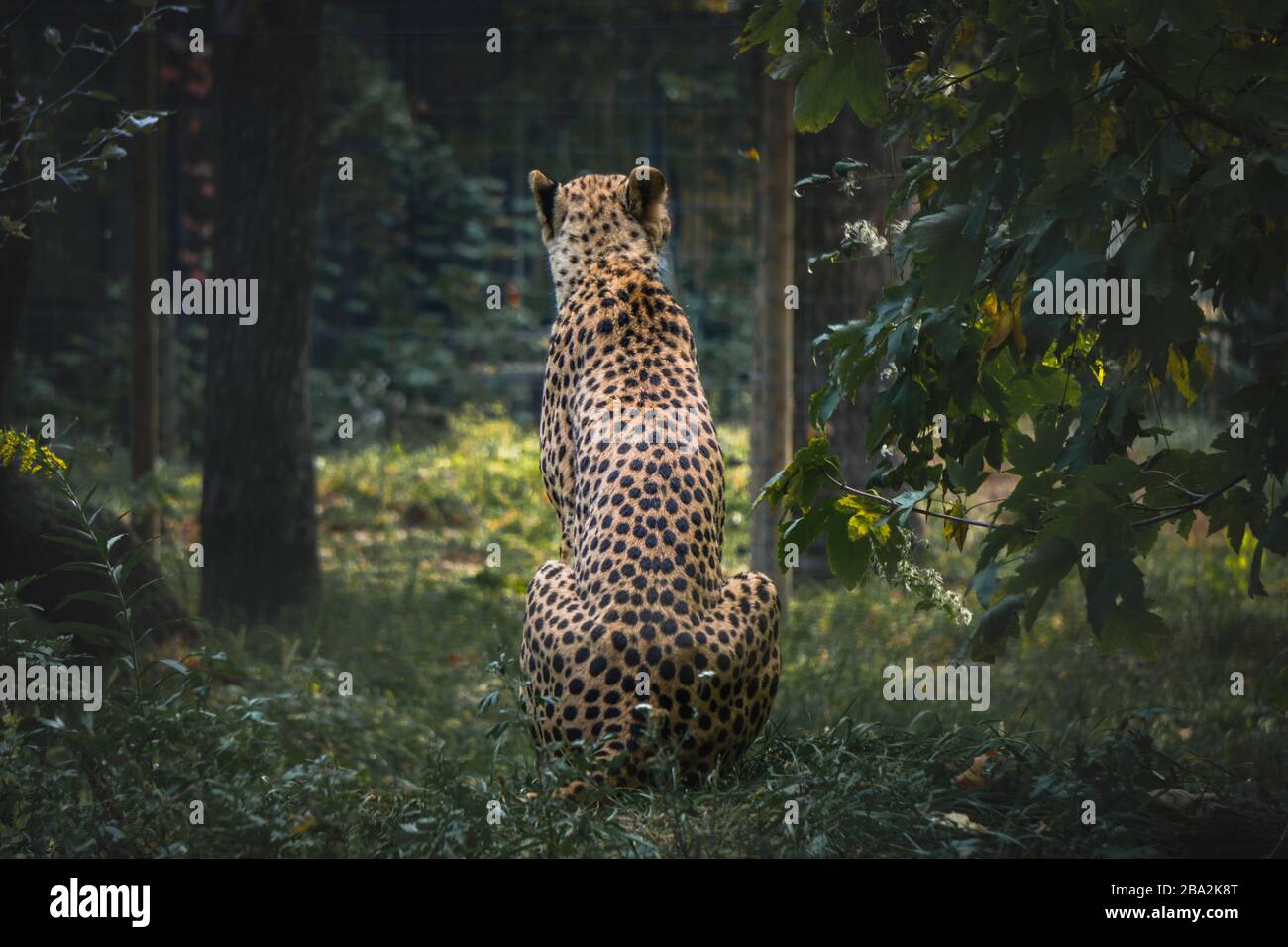 The cheetah is, therefore, the fastest land animal. Because of its ...