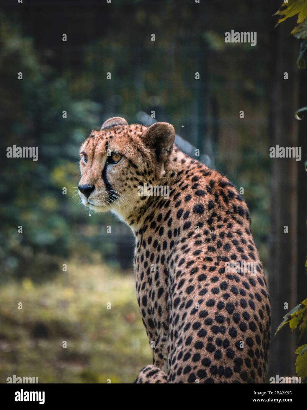 The cheetah is, therefore, the fastest land animal. Because of its ...