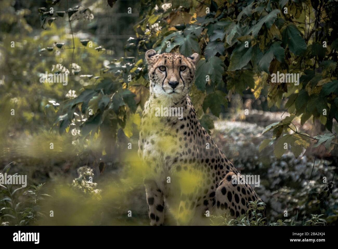 The cheetah is, therefore, the fastest land animal. Because of its ...