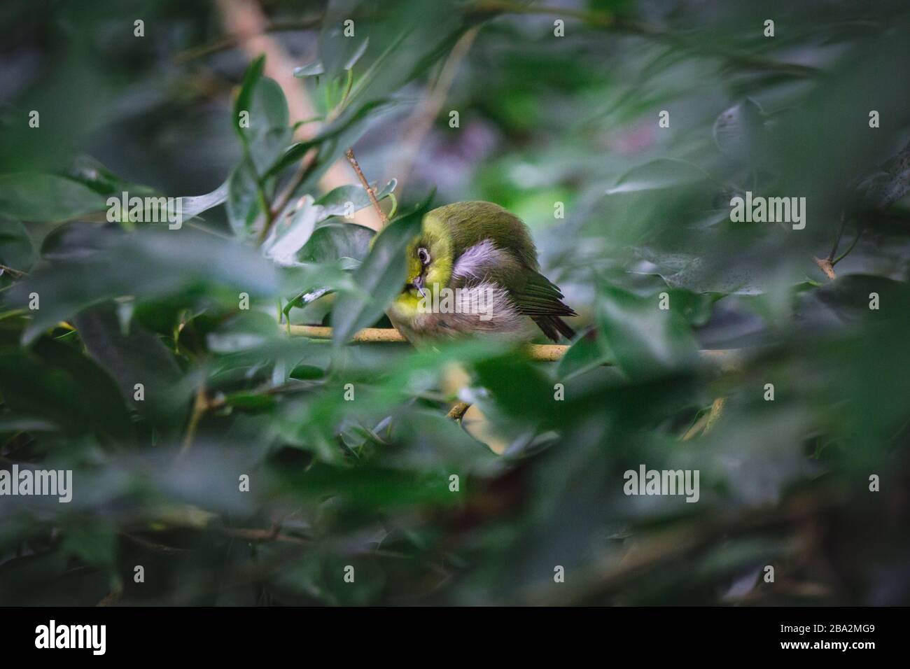 Small green bird watching me during taking photo. It was hiding behind ...