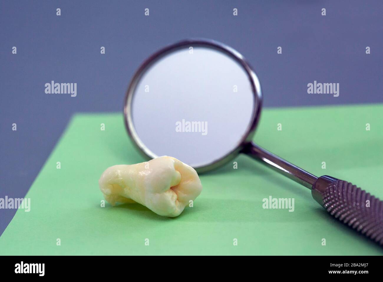 Real Human Wisdom tooth and Dental Mirror Stock Photo - Alamy