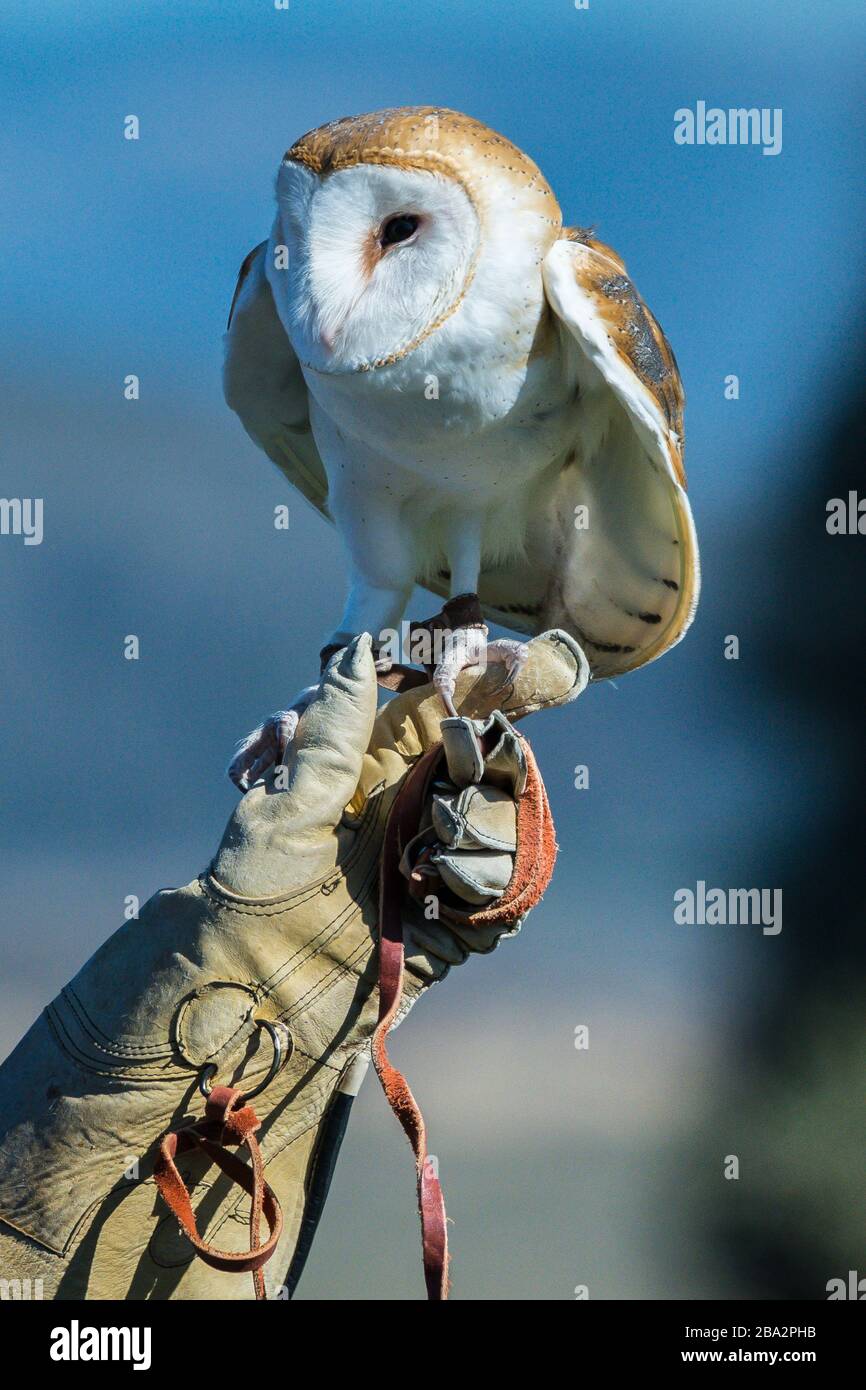 barn owl with handler Stock Photo - Alamy
