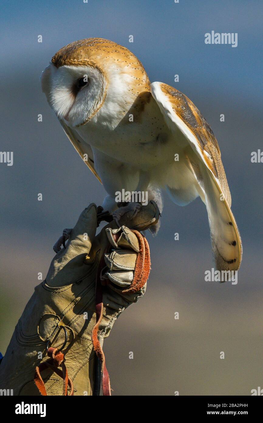 Barn owl dive hi-res stock photography and images - Alamy