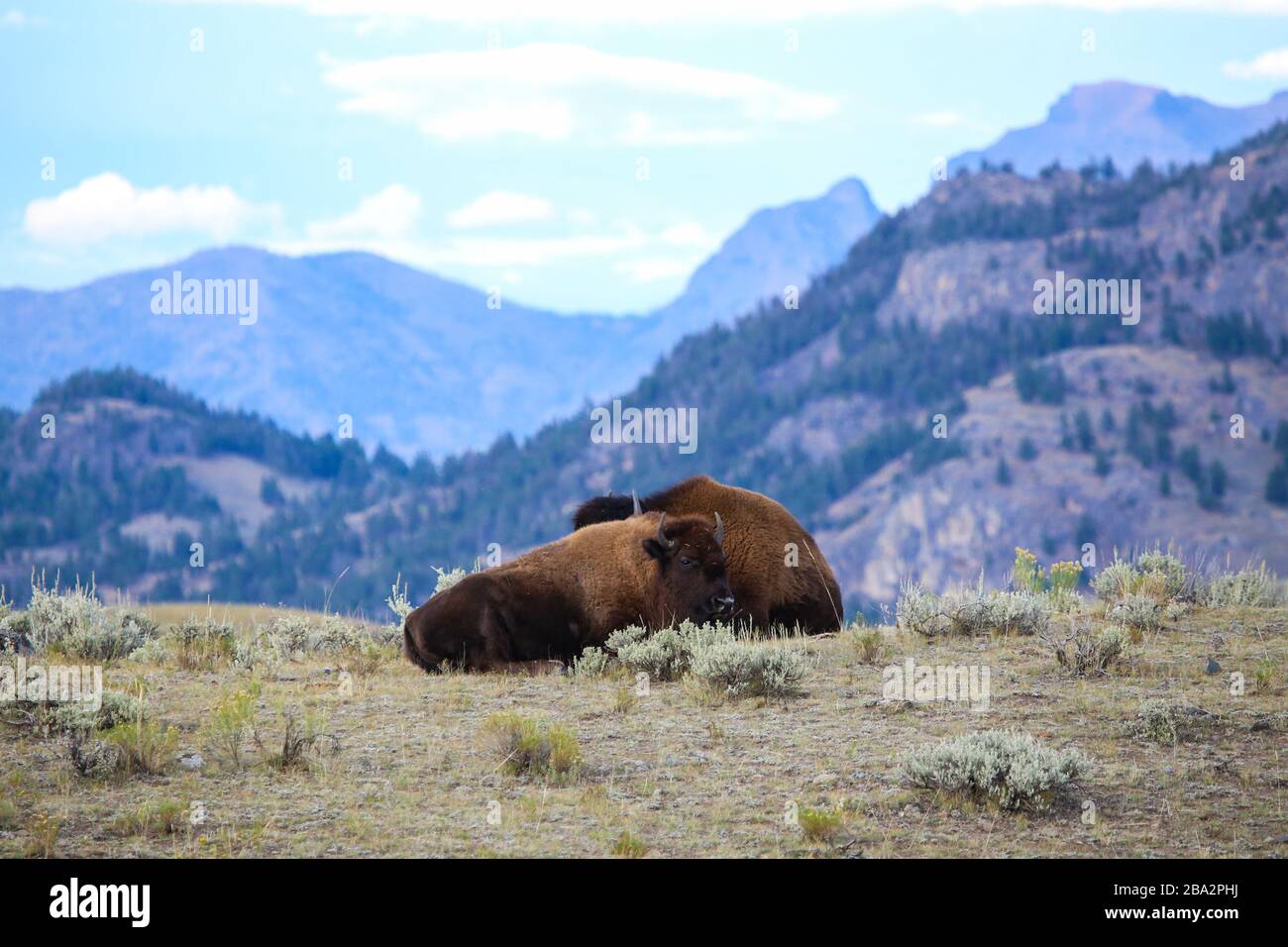 Wild Bison sitting on a mountain hillside in Yellowstone National Park ...