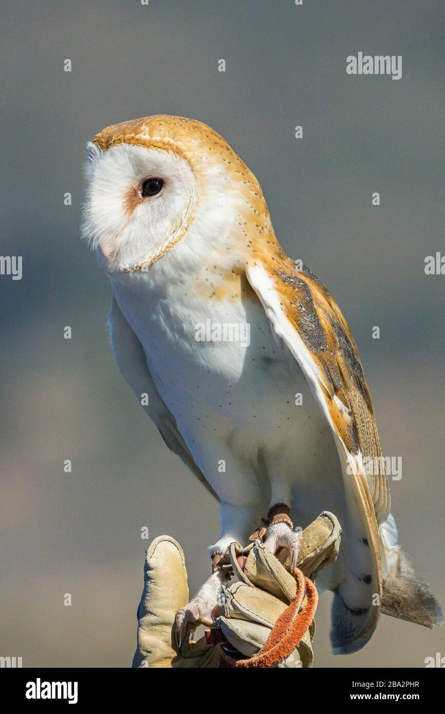 barn owl with handler Stock Photo - Alamy