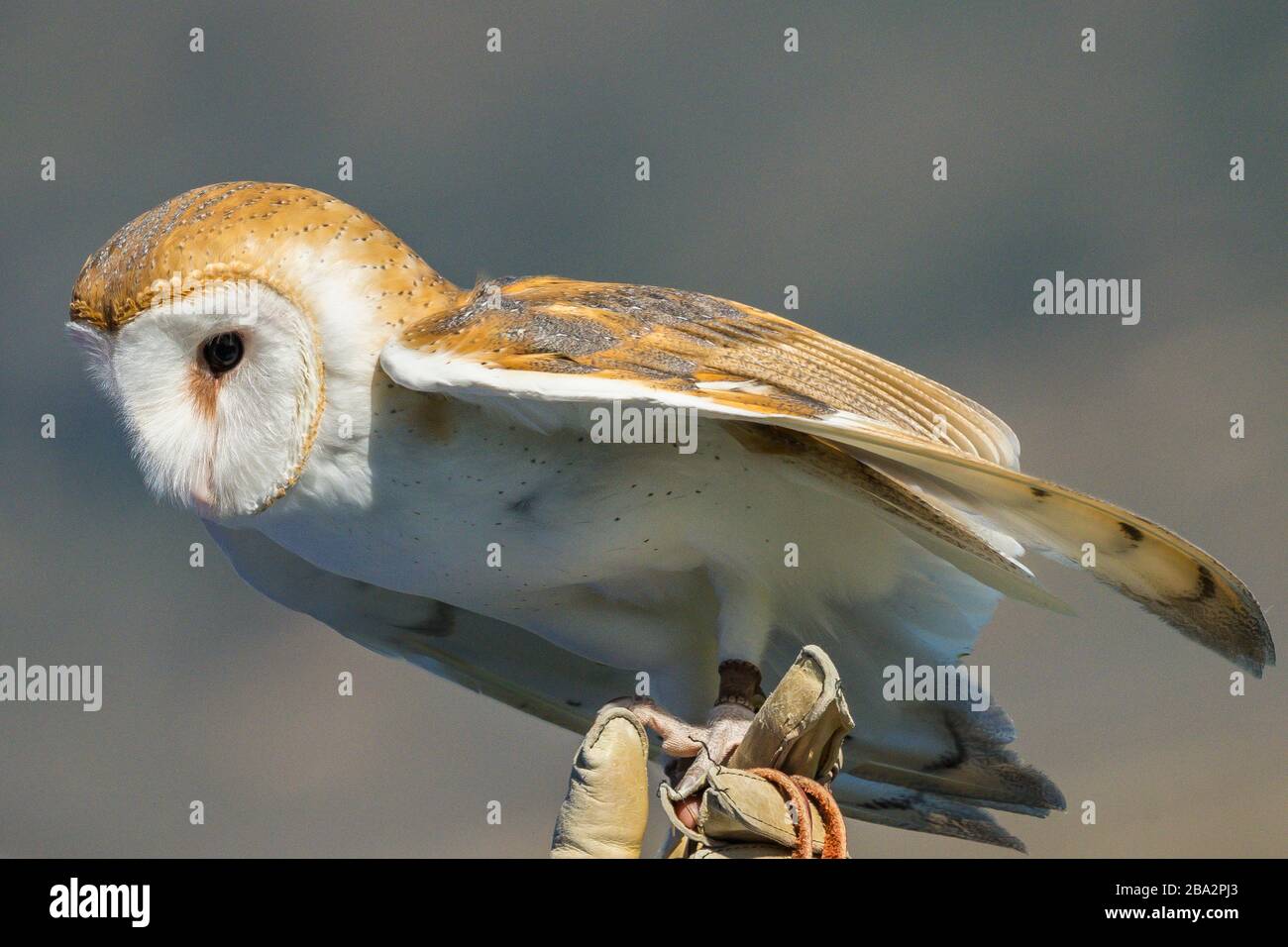 barn owl with handler Stock Photo - Alamy