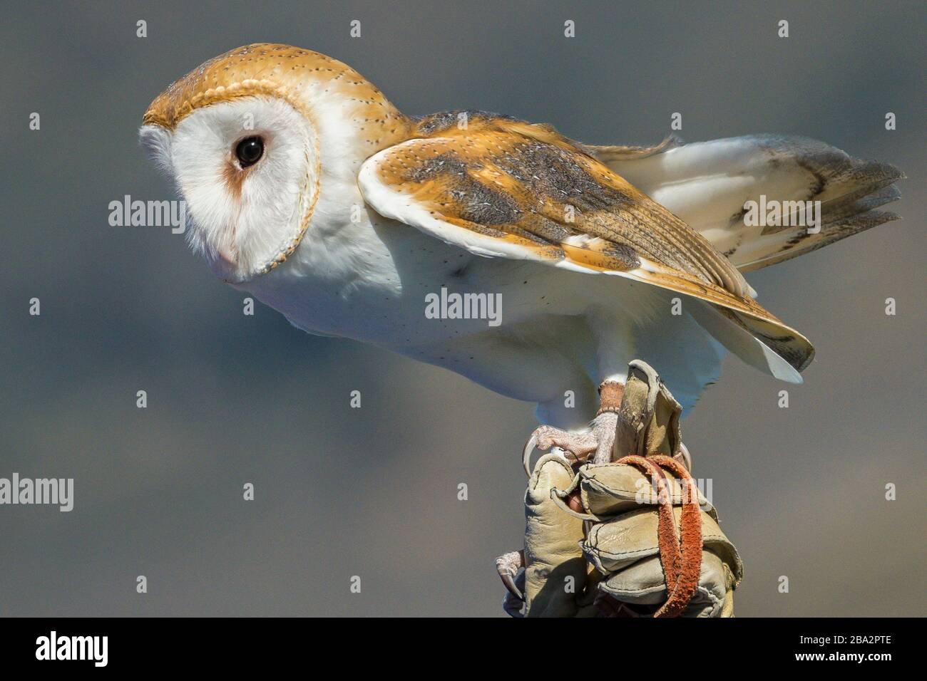 barn owl with handler Stock Photo - Alamy