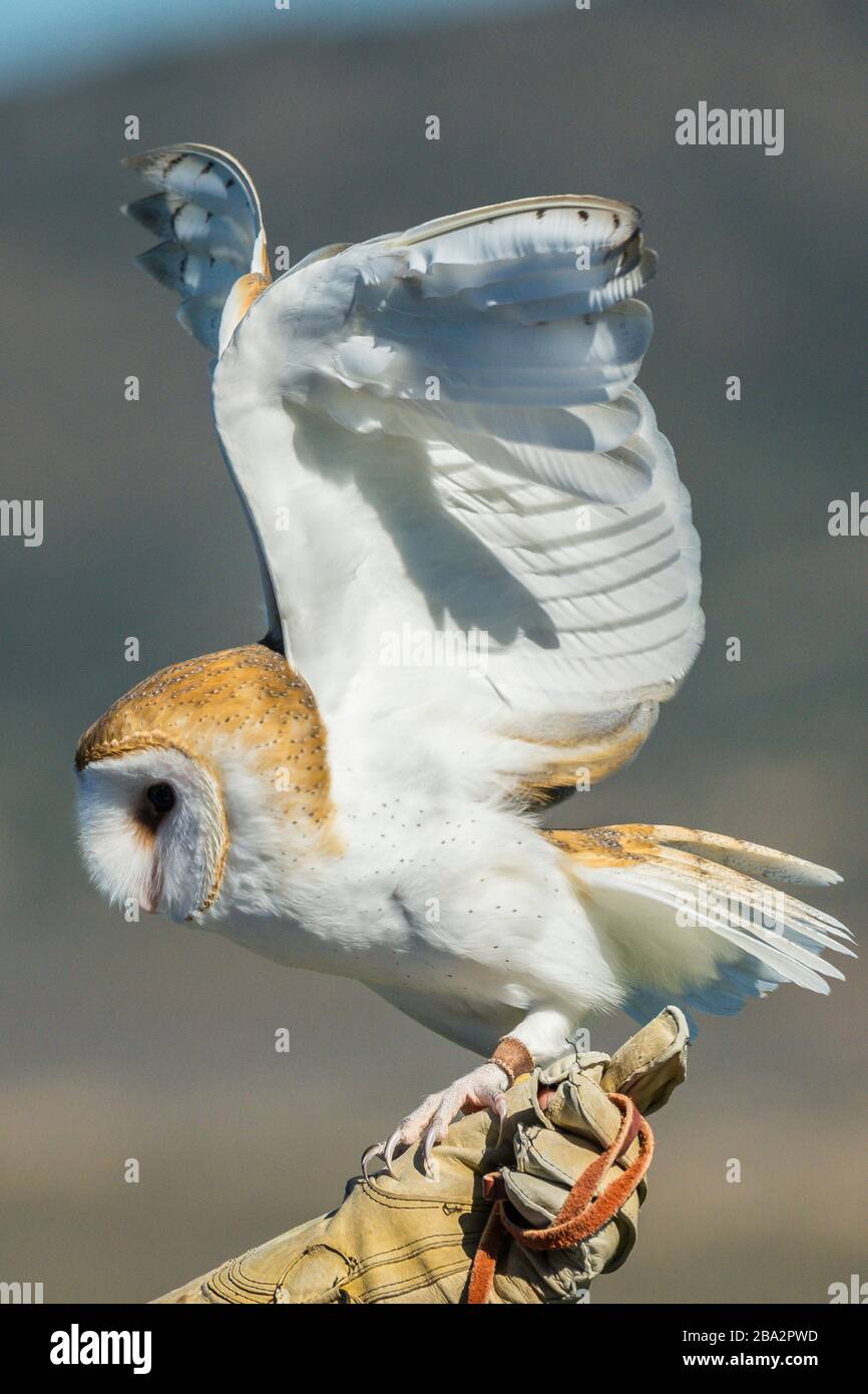 barn owl with handler Stock Photo - Alamy