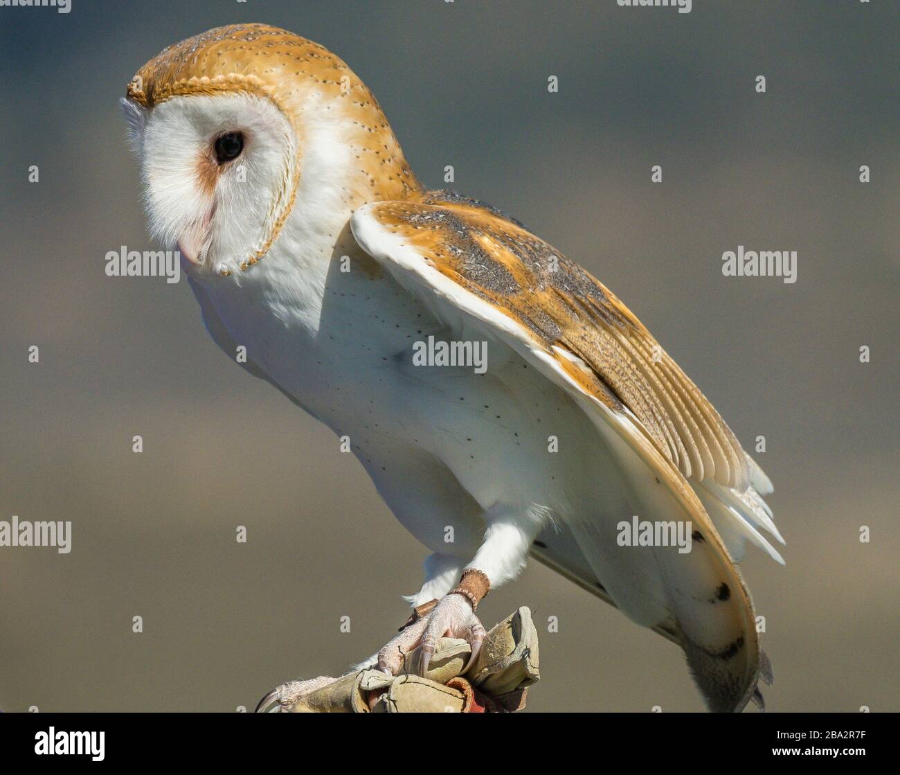 barn owl with handler Stock Photo - Alamy