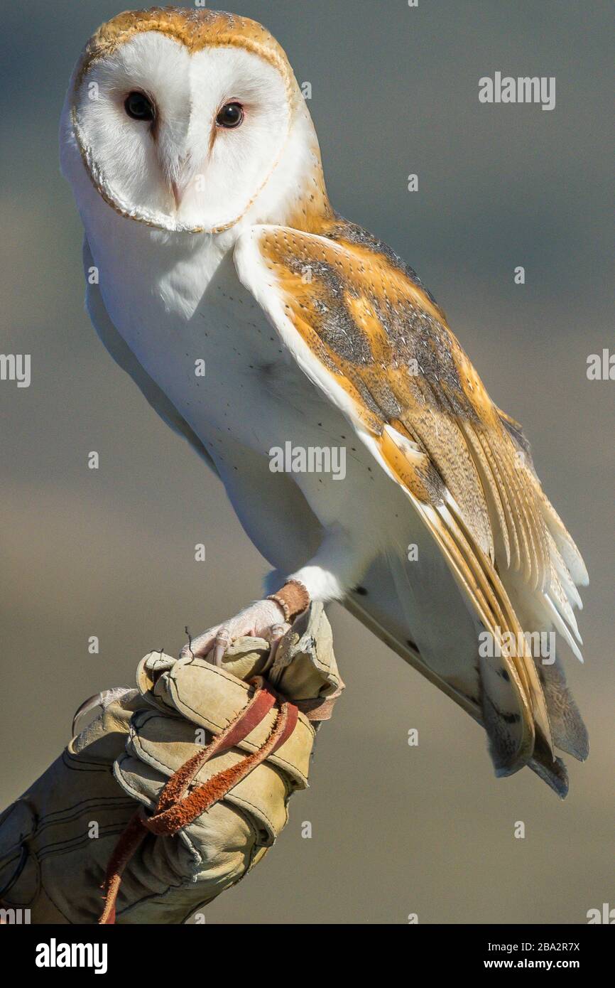 barn owl with handler Stock Photo - Alamy