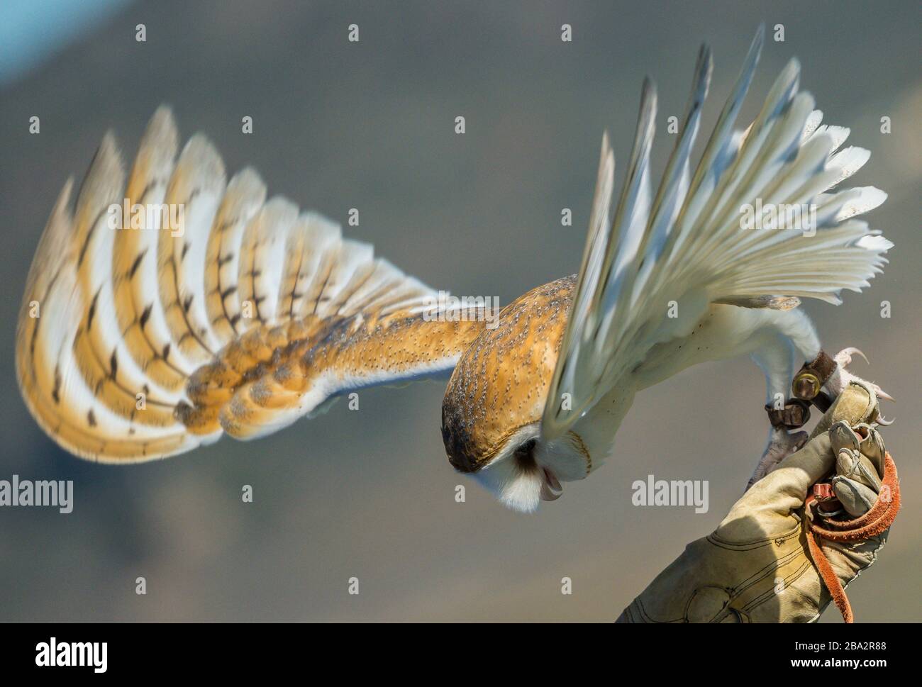 barn owl with handler Stock Photo - Alamy