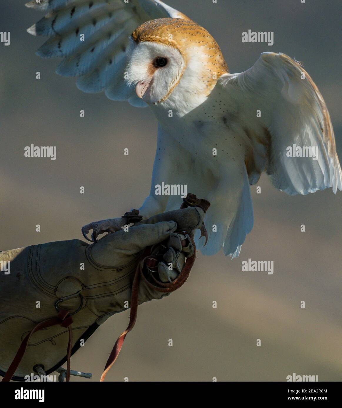 barn owl with handler Stock Photo - Alamy