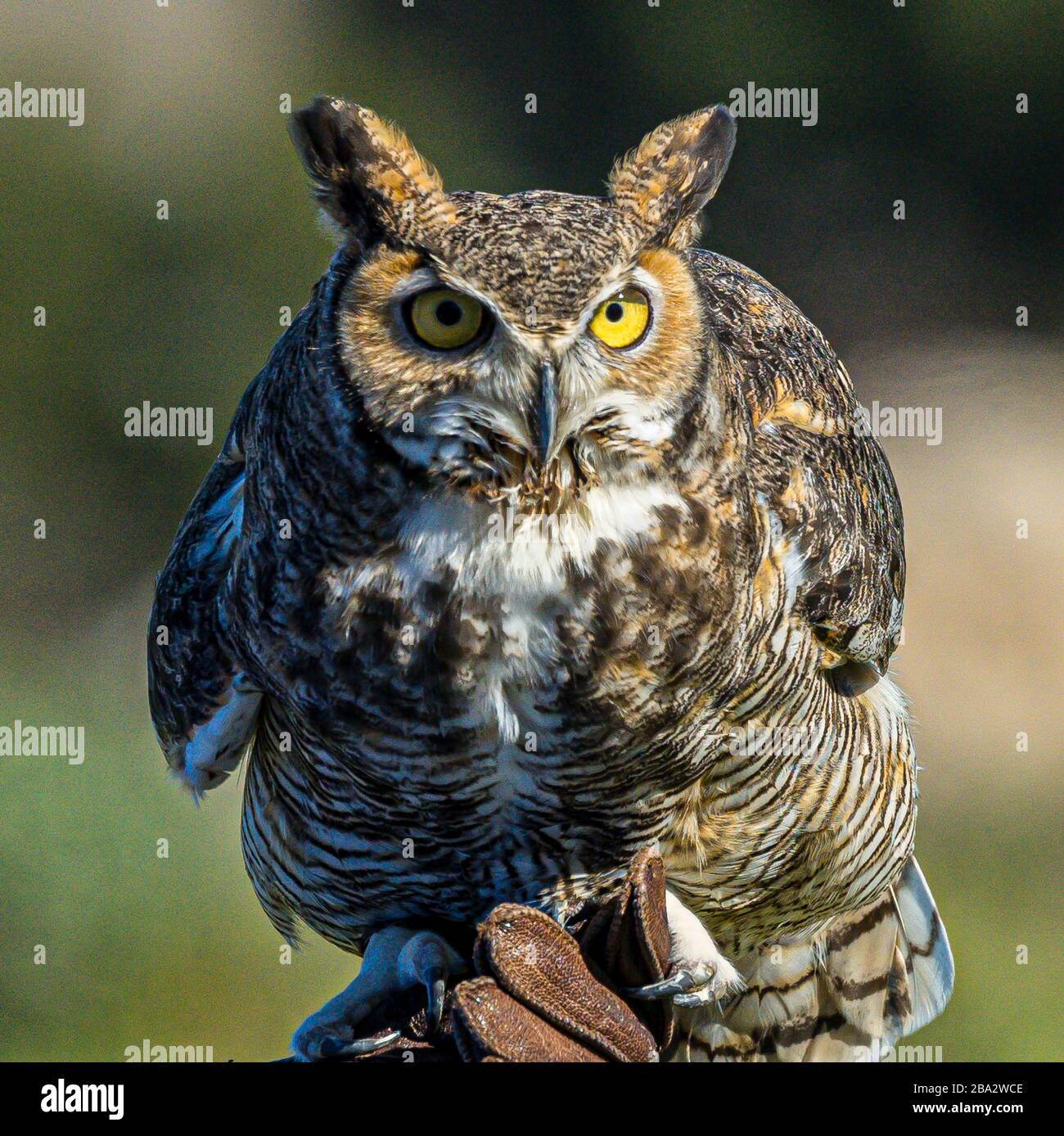 great horned owl on handler's leather glove Stock Photo - Alamy