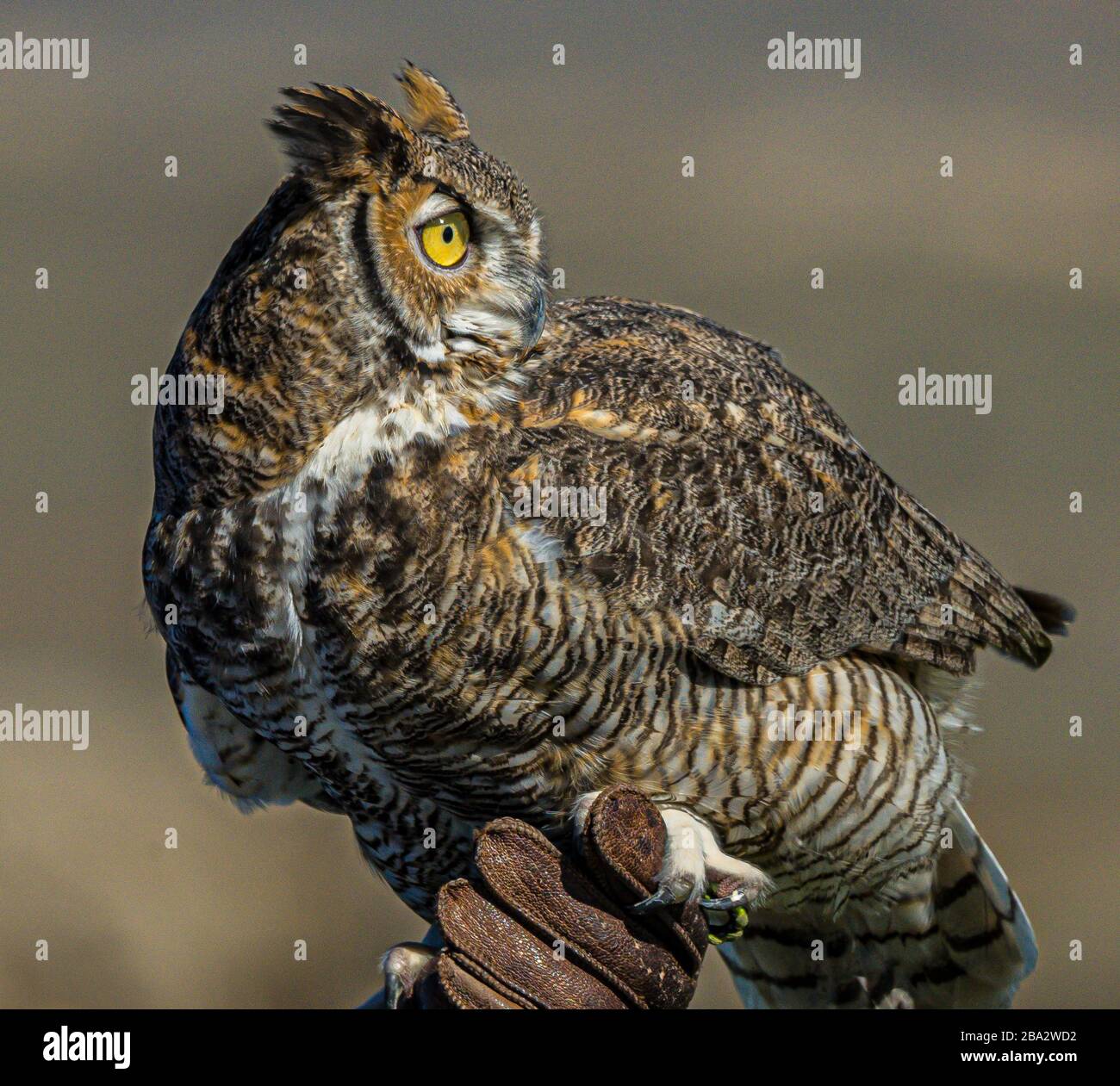 great horned owl on handler's leather glove Stock Photo - Alamy