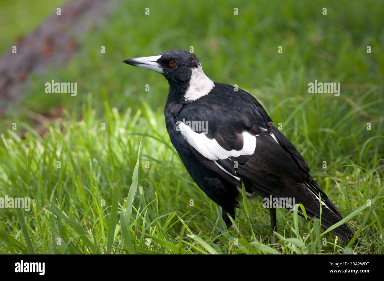 Close up picture of a beautiful australian magpie (Gymnorhina tibicen ...