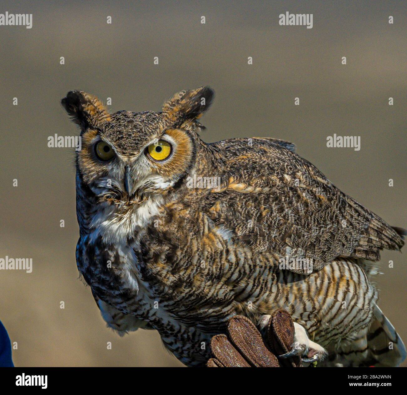 great horned owl on handler's leather glove Stock Photo - Alamy
