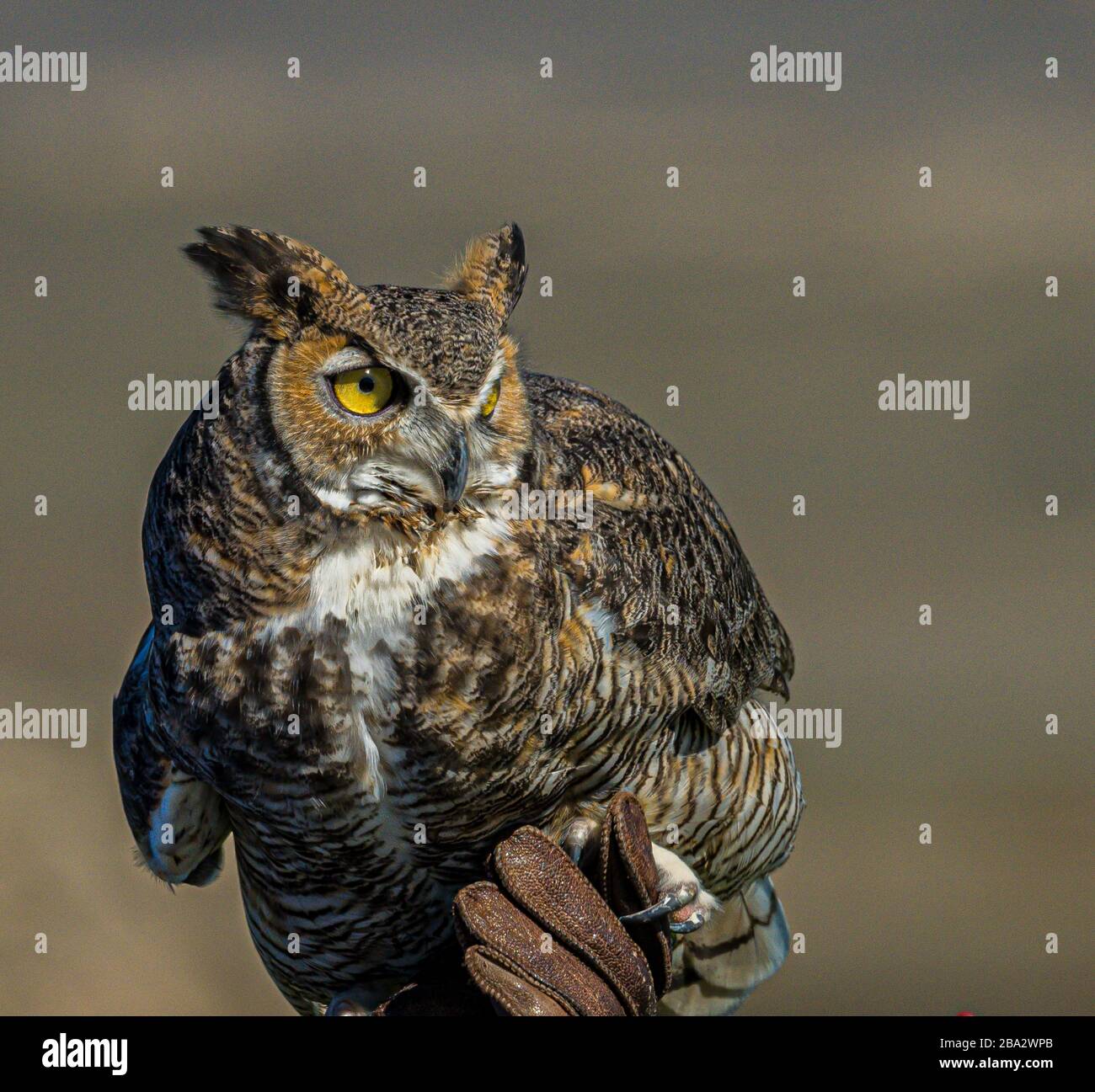 great horned owl on handler's leather glove Stock Photo - Alamy