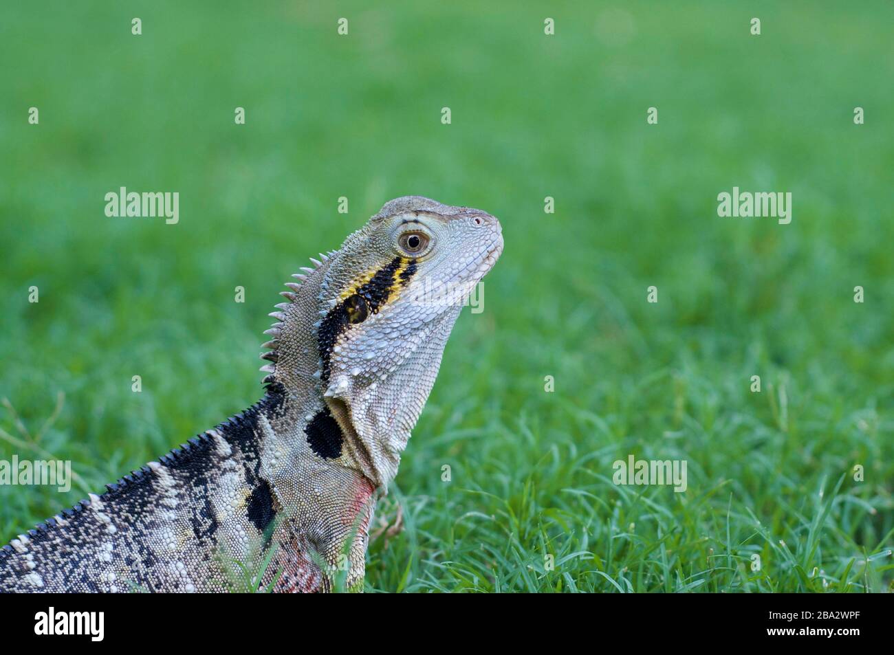 Australian water dragon lizard hi-res stock photography and images - Alamy