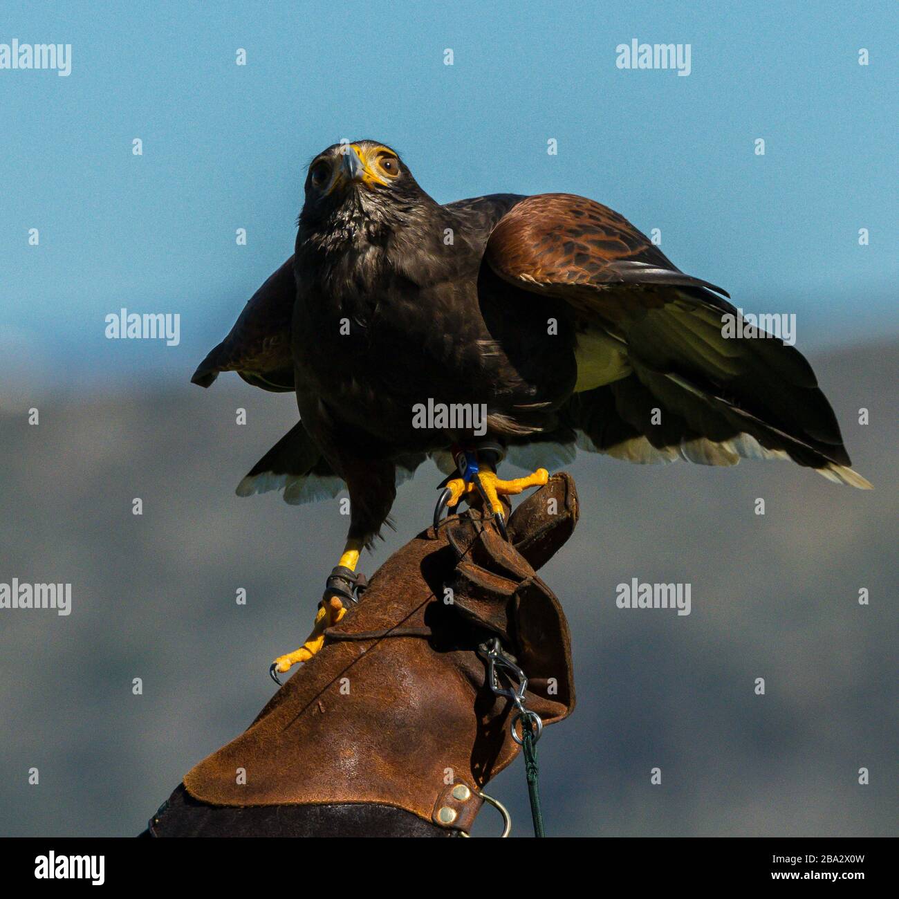 harris hawk on handler's leather glove Stock Photo - Alamy