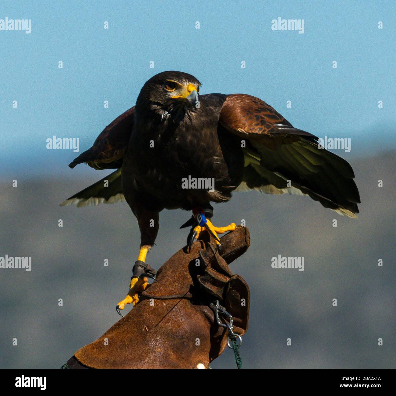harris hawk on handler's leather glove Stock Photo - Alamy
