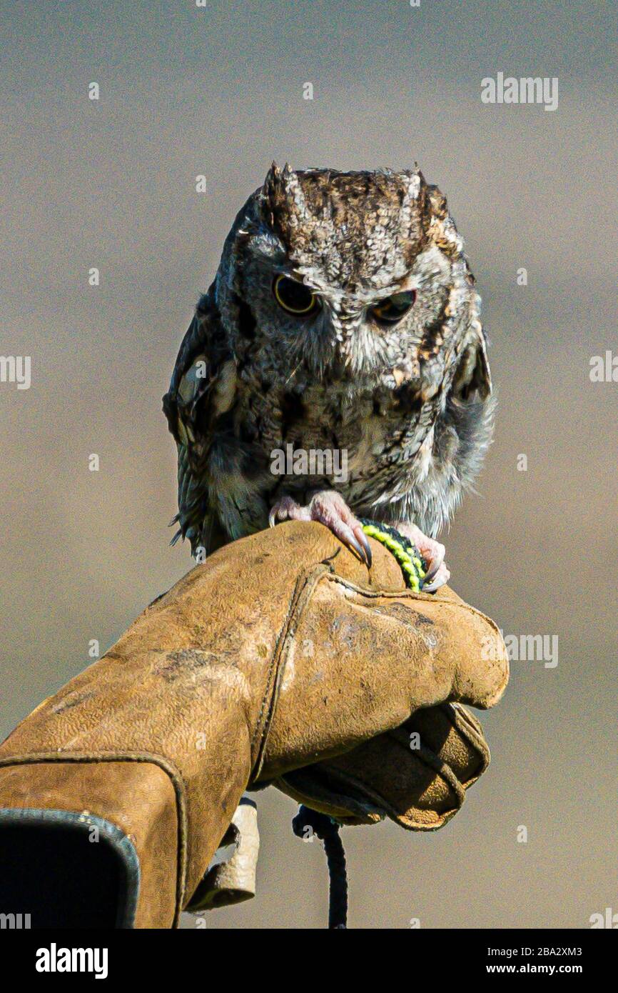screetch owl (with one blind eye) on handlers leather glove Stock Photo ...