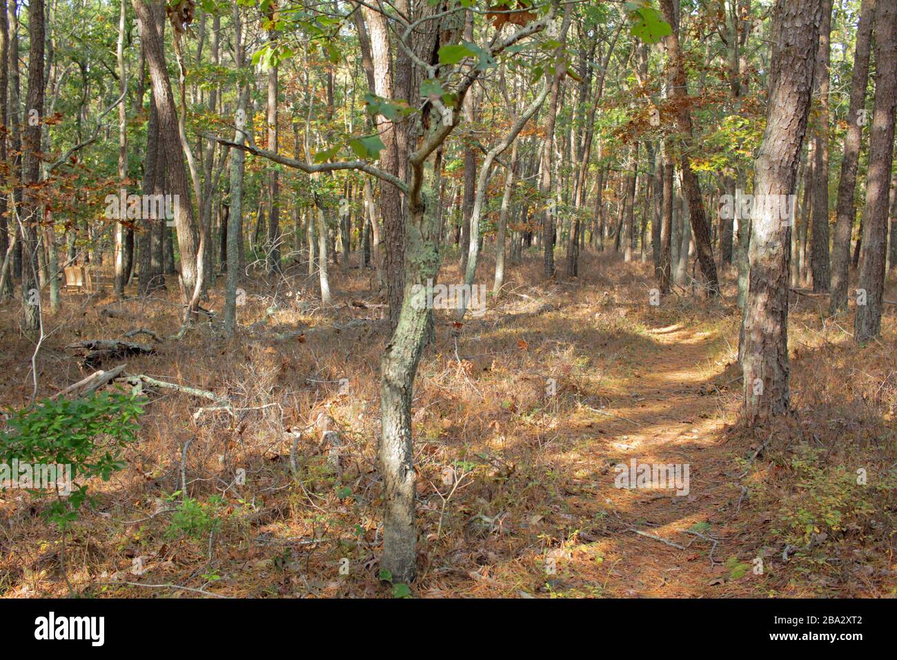Path through the trees, West Chop Woods, Martha’s Vineyard ...