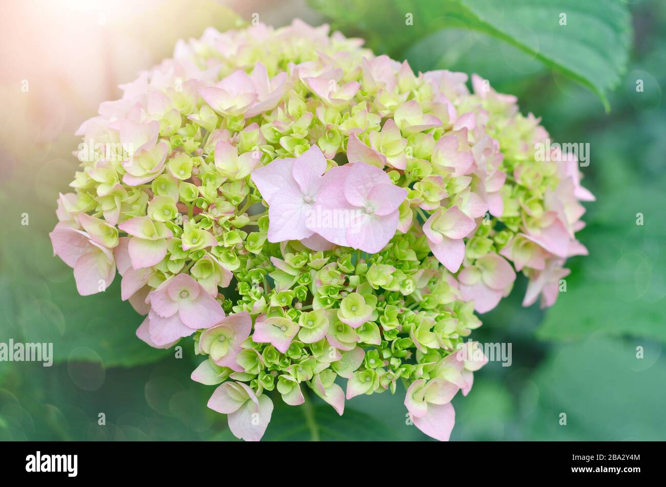 Lush inflorescence of large-flowered pink hydrangea at the beginning of ...
