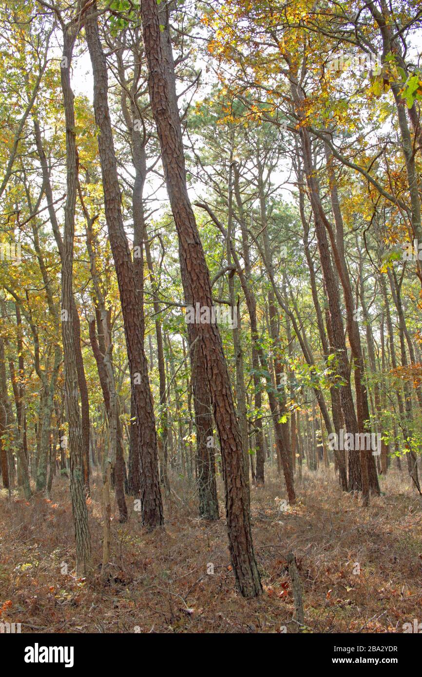 West chop woods hi-res stock photography and images - Alamy