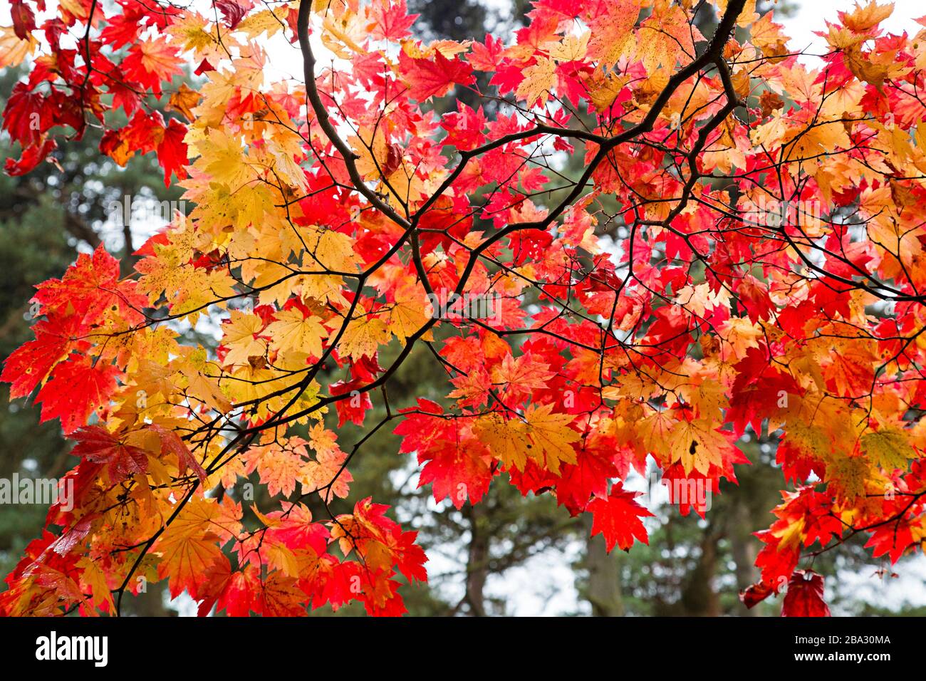 Westonbirt arboretum trees hi-res stock photography and images - Alamy